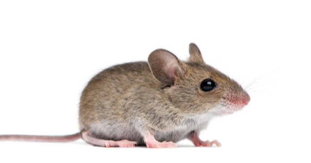 Rodent Control - Larusa Pest Control Service