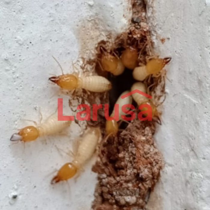 Alasan Mengapa Rayap Dalam Rumahmu Harus Dibasmi - Larusa Pest Control ...